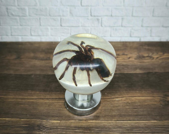 Underwater REAL Spider Tarantula DOOR Knob From Acrilyc Resin_v7 - Etsy