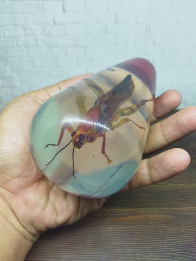 Underwater REAL Insect Grasshopper Gear Shift Shifter Knob - Etsy