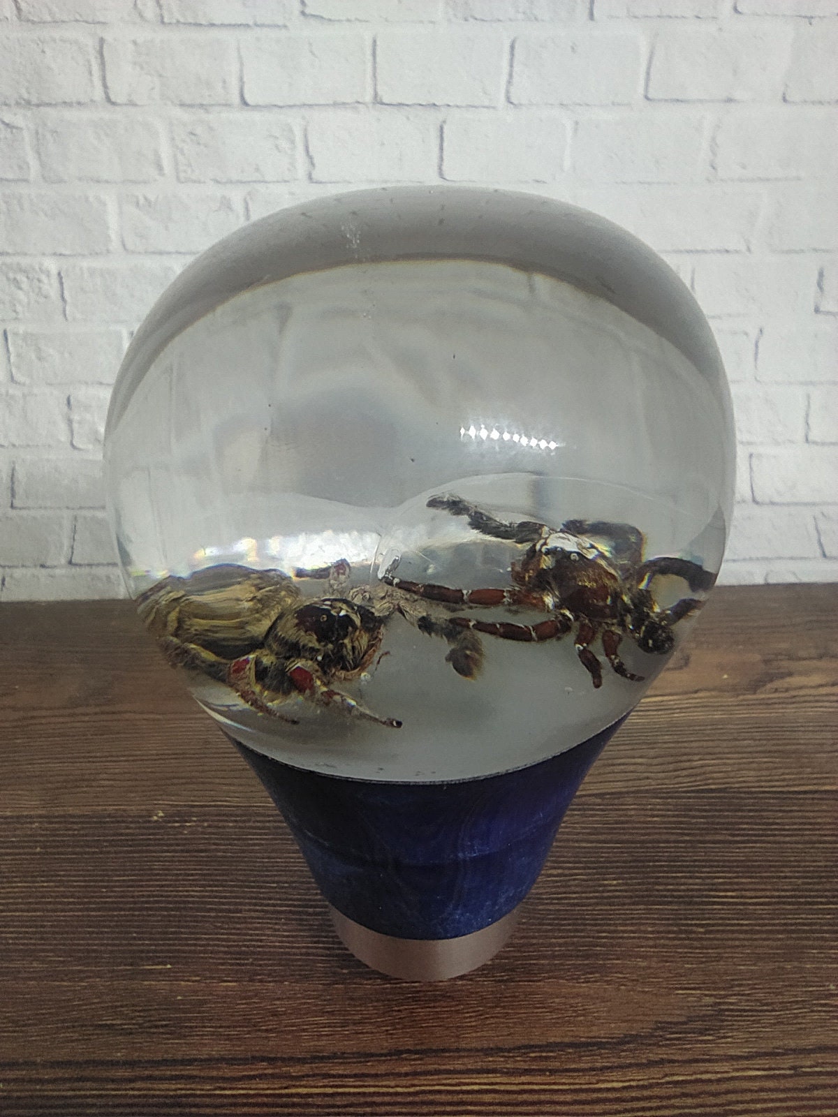 Underwater REAL Fighting SPIDER Gear Shift Knob From Acrilyc | Etsy