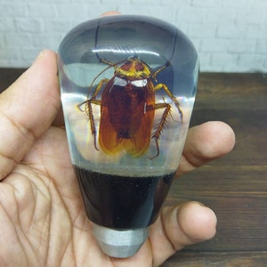 Underwater REAL Cockroaches Gear Shift Shifter Knob From Acrilyc Resin ...
