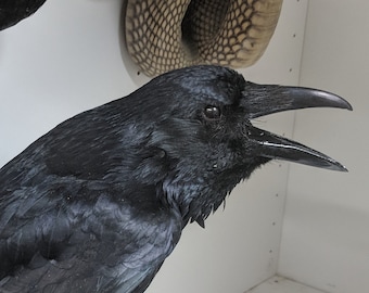 Stuffed Crow | Etsy
