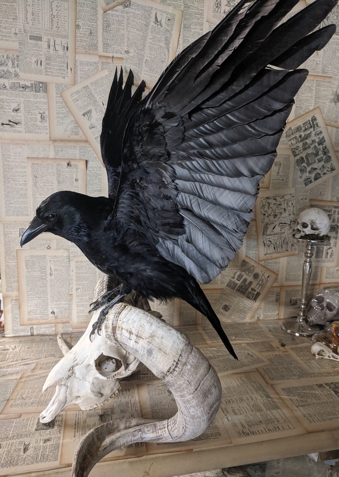 Taxidermy Crow No Skull Wires Coming From Its Feet to Attach - Etsy