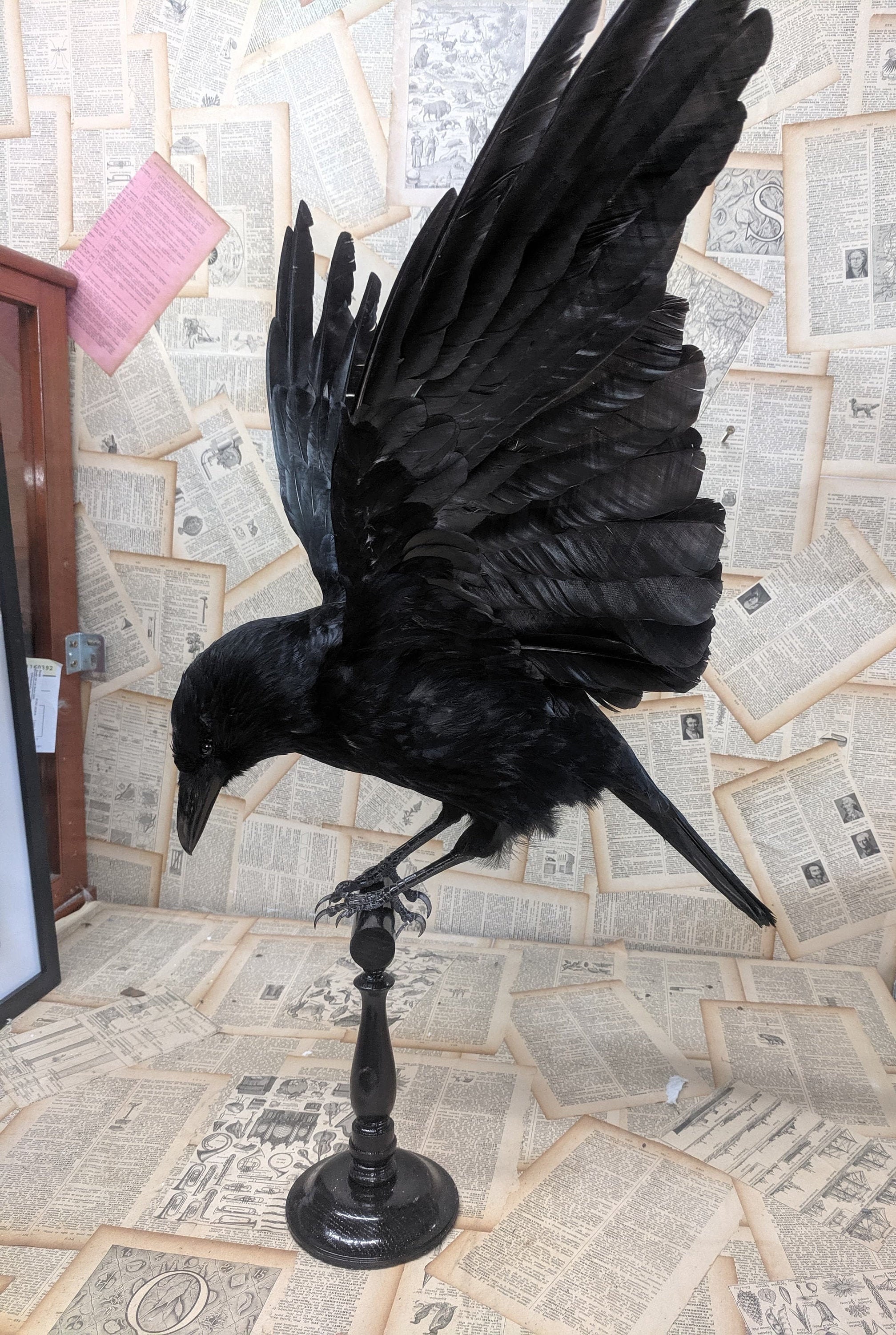 Taxidermy Crow open Winged Base Mount Made to Order - Etsy UK