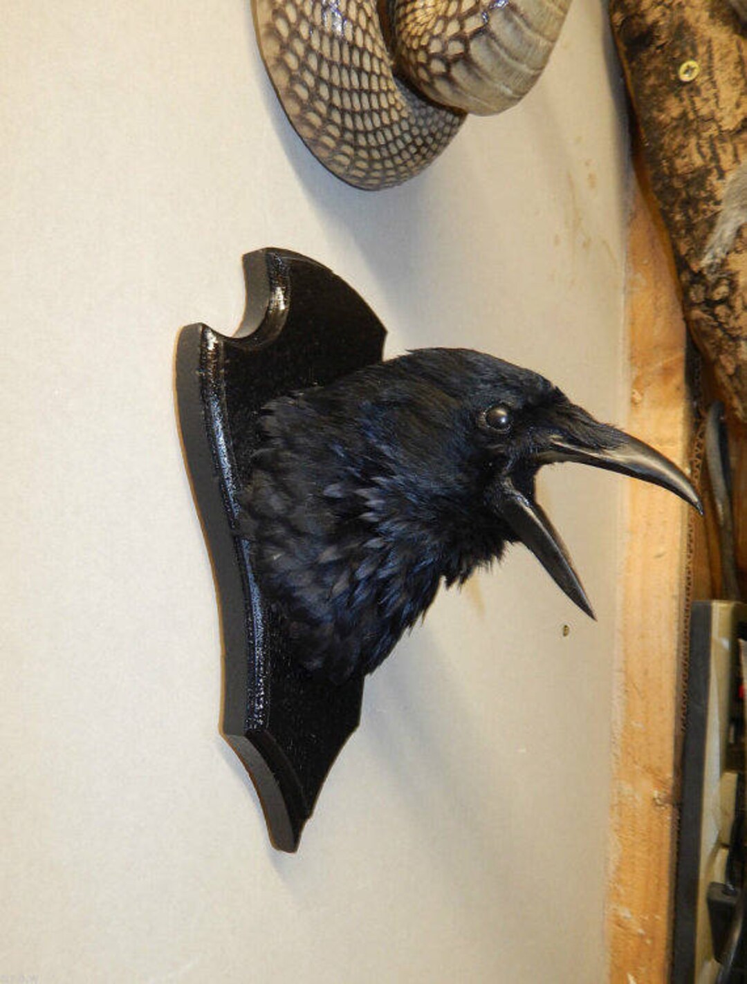 X3 Taxidermy Crow Heads Open Mouth X 3 No Shields , Private Listing - Etsy