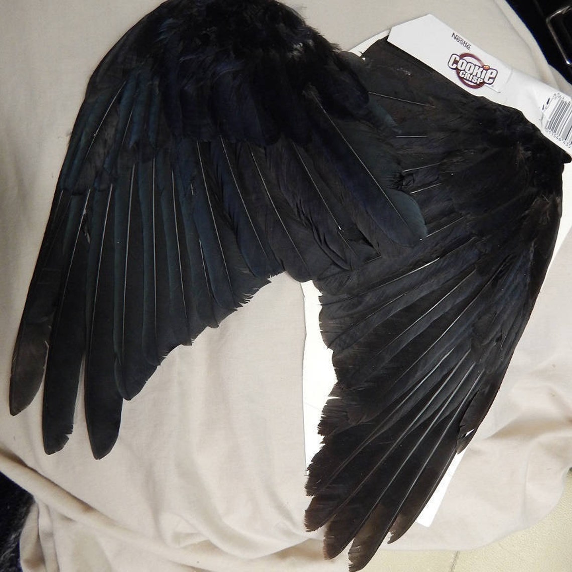 Taxidermy large adult pair of crow wings corvus corrone | Etsy