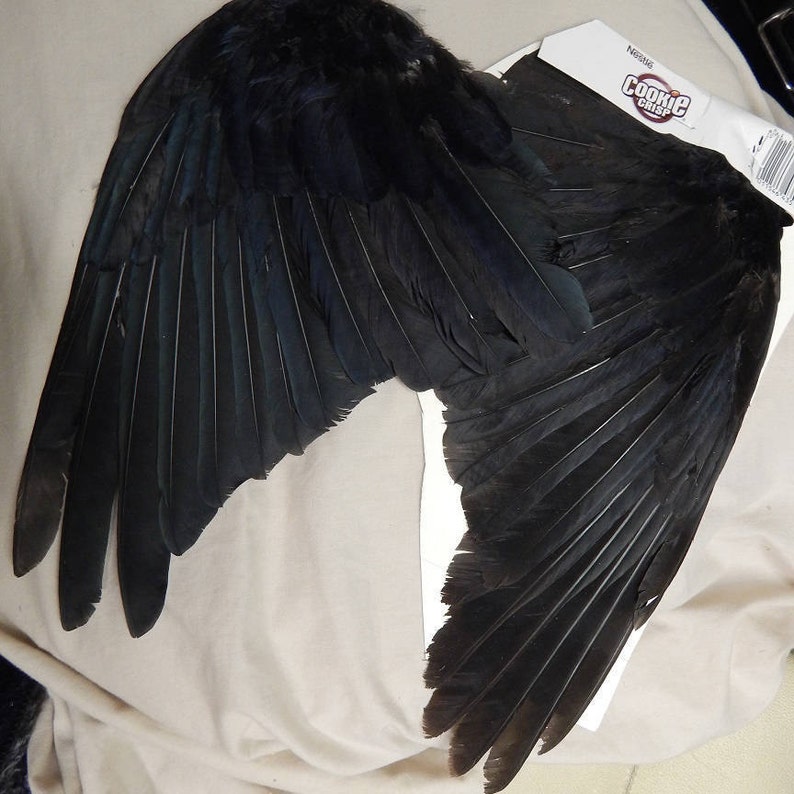 Taxidermy Large Adult Pair of Crow Wings Corvus Corrone - Etsy UK