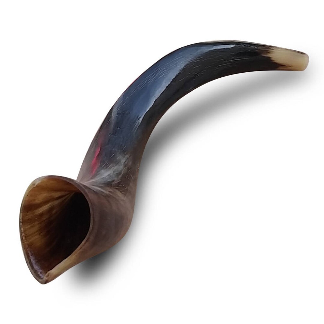 Mini Shofar Kudu Horn 40-48 Cm (16 Inch - 19 Inch) - Full Pollished - Etsy