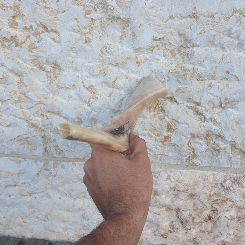 Ram Horn Shofar Trumpet From Israel Full Polished 12"-14" - Etsy