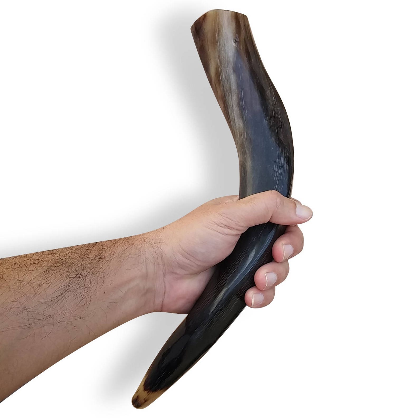 Mini Shofar Kudu Horn 40-48 Cm (16 Inch - 19 Inch) - Full Pollished - Etsy