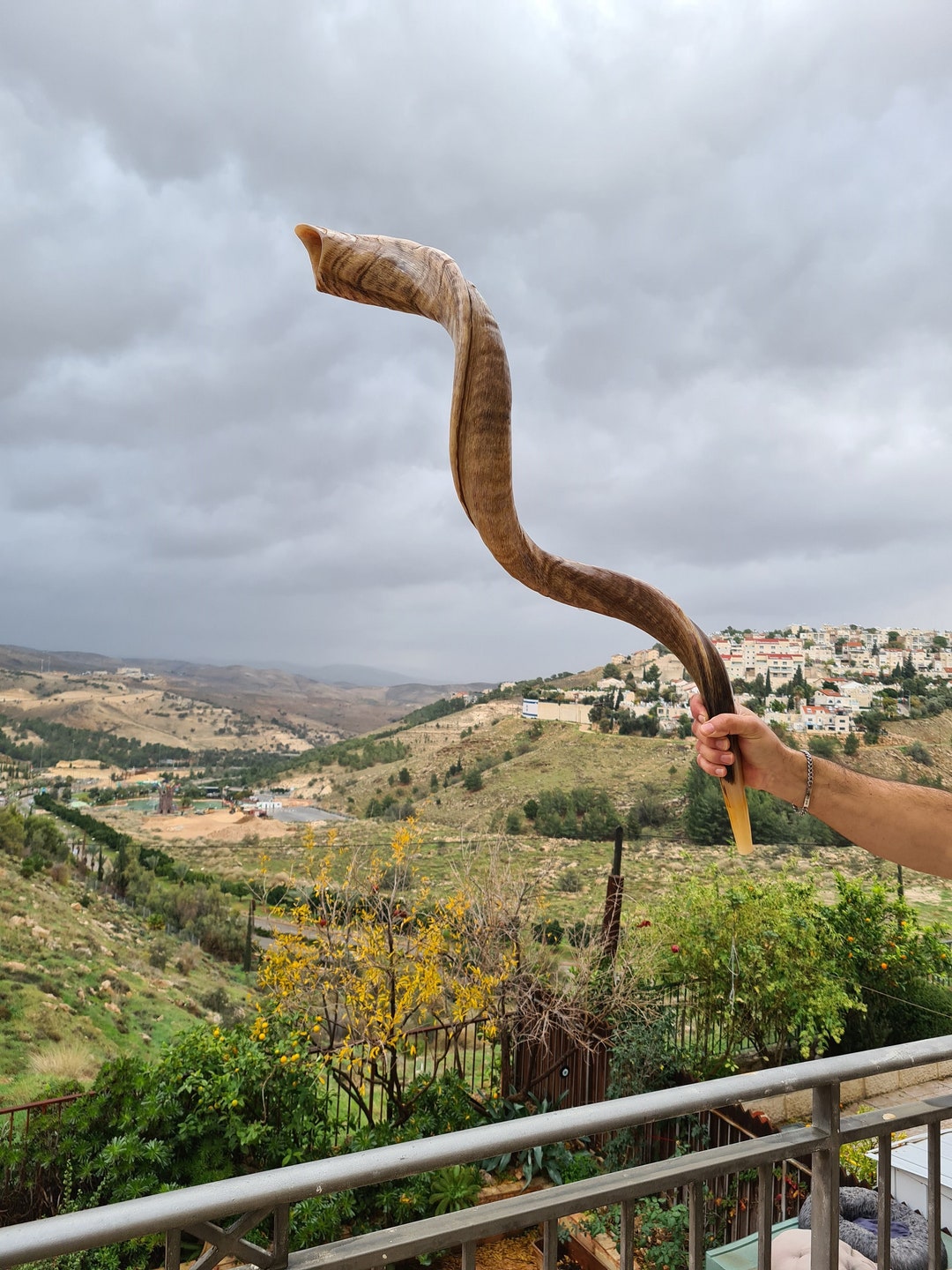 Unique Huge Rare Shofar Kudu Horn 52-53 Inches, Huge Jewish Shofar With ...