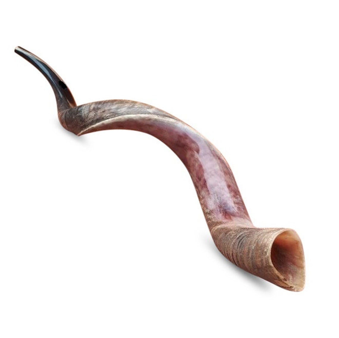 Jewish Shofar Kudu Horn 90-95 cm 36 Inch 38 Inch - Etsy