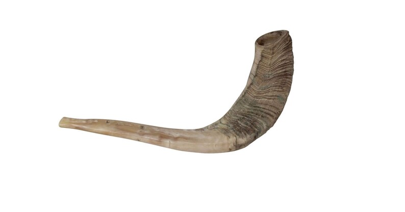 Jewish Shofar Ram Horn 14-16 Inch | Etsy