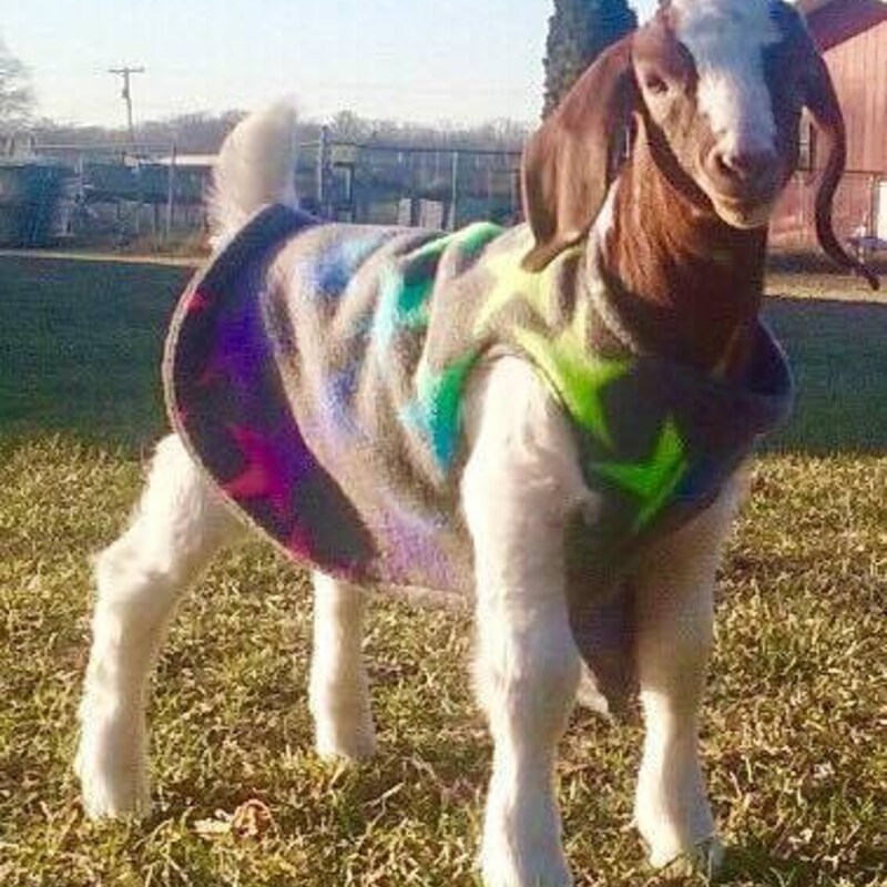 Goat Coat - Etsy