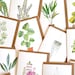 House Plant Card Set, PACK OF 10 Greeting Cards With Plant Care, Plant ...