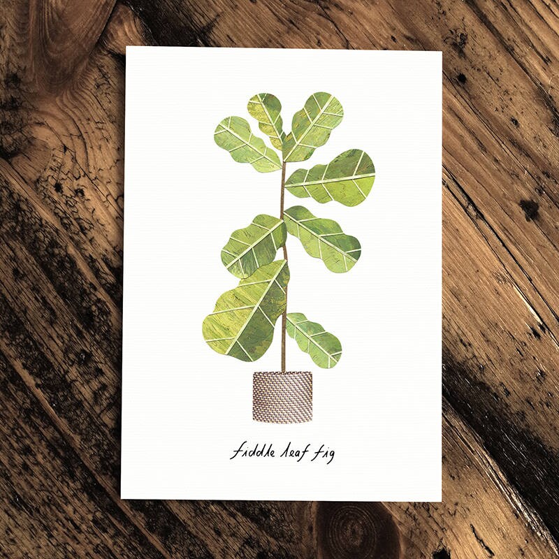 FIDDLE LEAF FIG - Plant Greeting Card With Plant Care, Plant Card ...