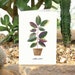 House Plant Card Set, PACK OF 10 Greeting Cards With Plant Care, Plant ...