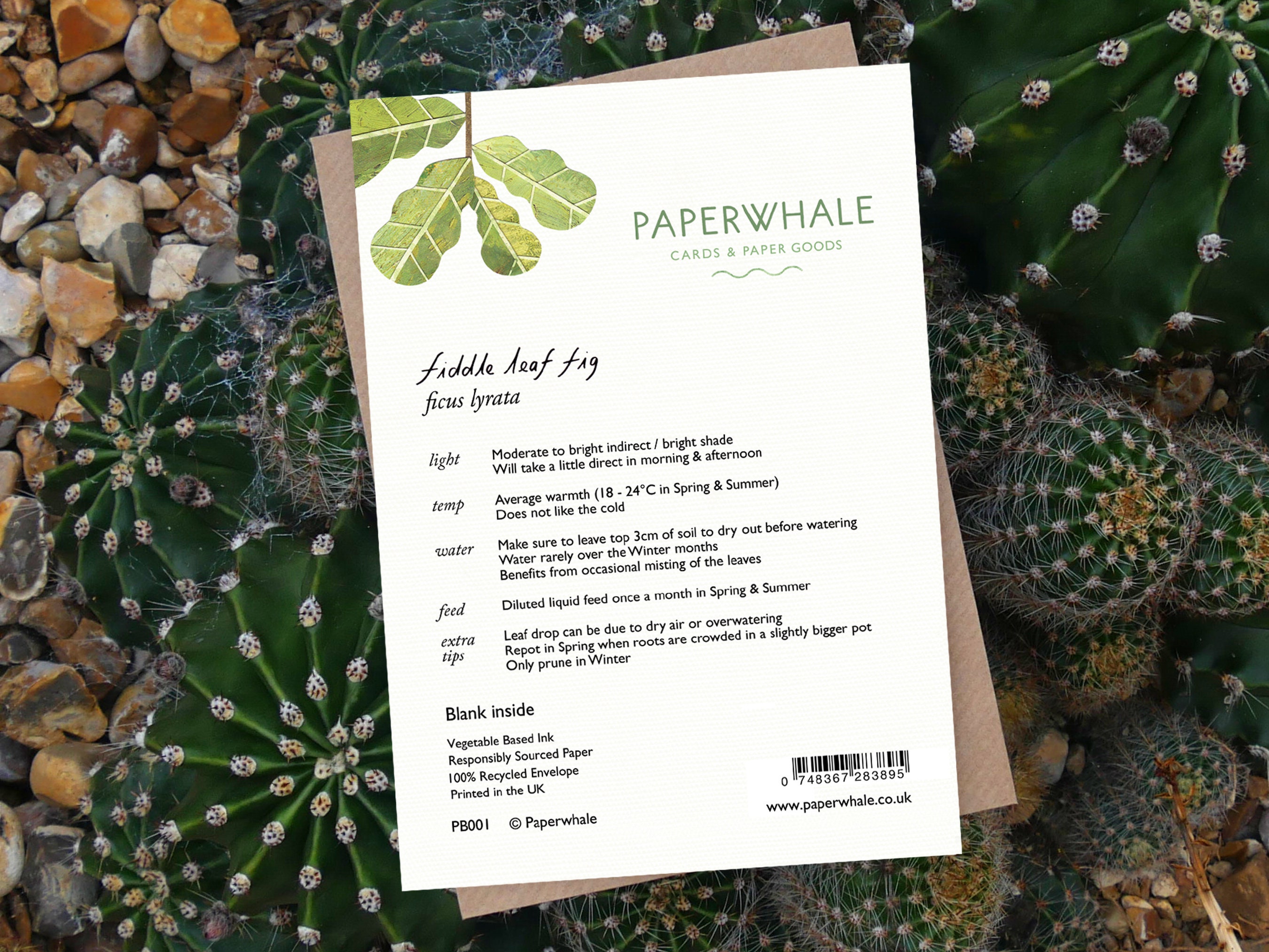 FIDDLE LEAF FIG - Plant Greeting Card With Plant Care, Plant Card ...