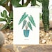 PACK OF 15 House Plant Greeting Cards With Plant Care Tips - Etsy