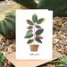 House Plant Greeting Cards, Plant Lover Gift Set of 6 - Etsy UK