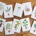 House Plant Card Set, PACK OF 10 Greeting Cards With Plant Care, Plant ...