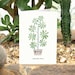 House Plant Card Set, PACK OF 10 Greeting Cards With Plant Care, Plant ...