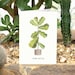 House Plant Card Set, PACK OF 10 Greeting Cards With Plant Care, Plant ...