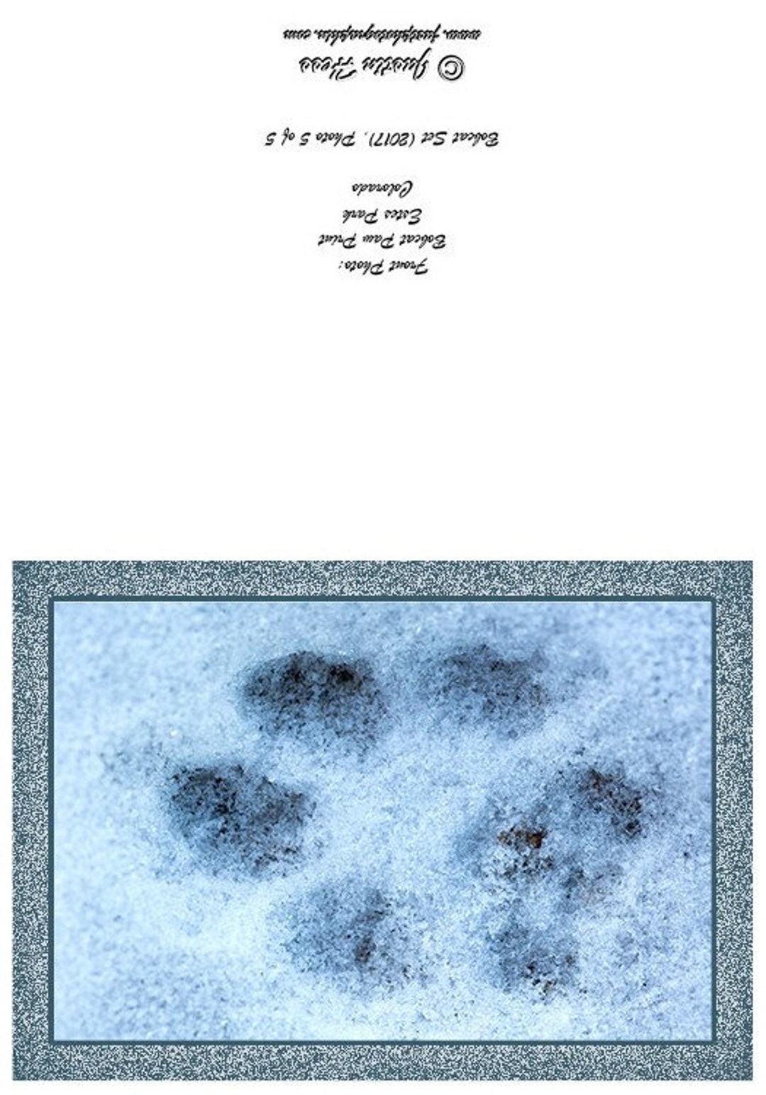 Bobcat Paw Print - Etsy