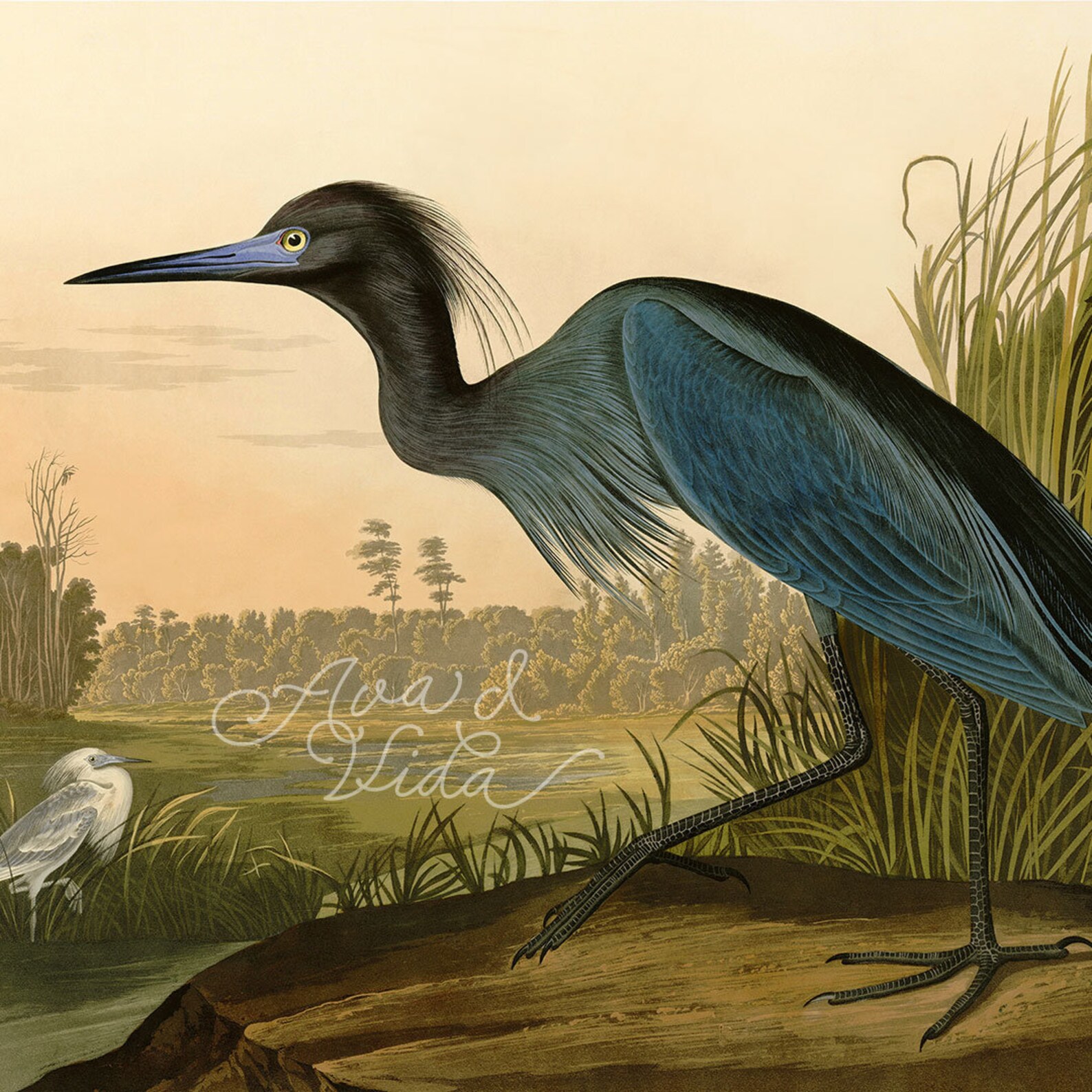Audubon Blue Heron Digital Download: A Magnificent Bird in a - Etsy