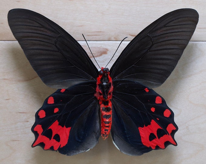 Real Vampire Butterfly Atrophaneura Semperi for Collection Insect ...