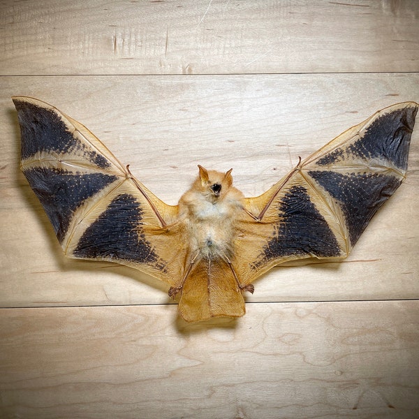 Taxidermy Bat - Etsy