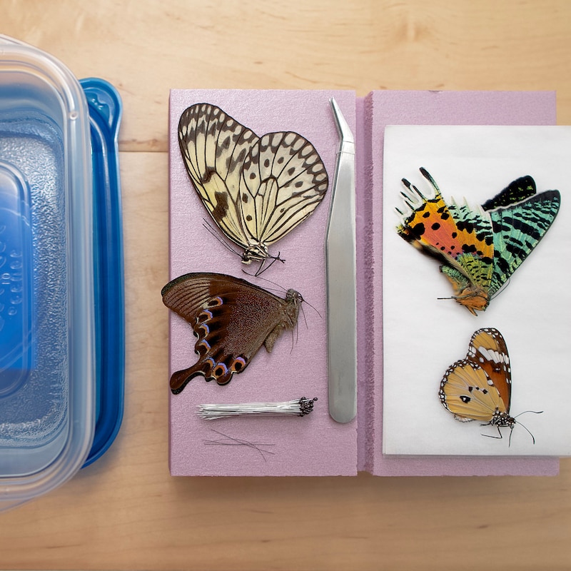 Mounted Butterflies - Etsy