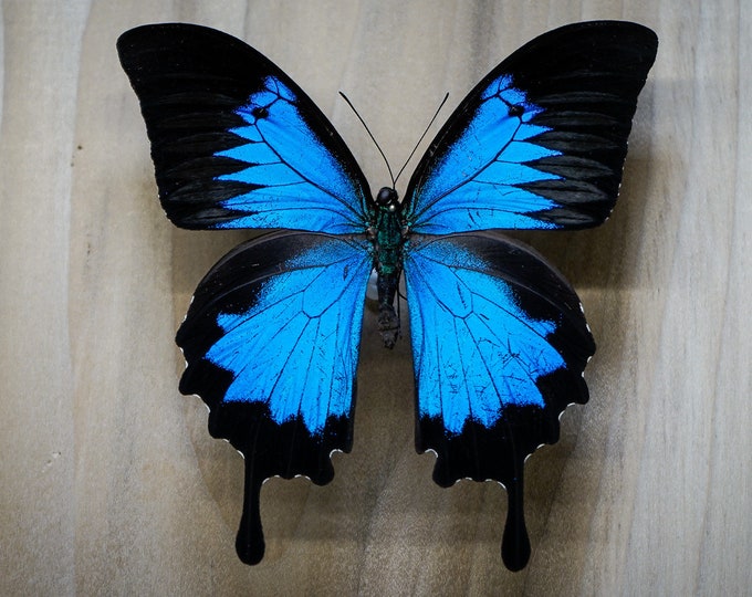 Real Butterfly, Blue Mountain Swallowtail, Papilio Ulysses Specimen for ...