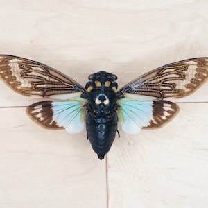 Real Splendid Cicada Tosena Splendida for Photography Insect Taxidermy ...