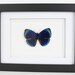 Real Blue Glory Butterfly Framed Asterope Optima Black Natural History ...
