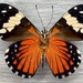Real Framed Red Cracker Butterfly Hamadryas Amphinome Red Blue Black ...