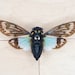 Real Splendid Cicada Tosena Splendida for Photography Insect Taxidermy ...