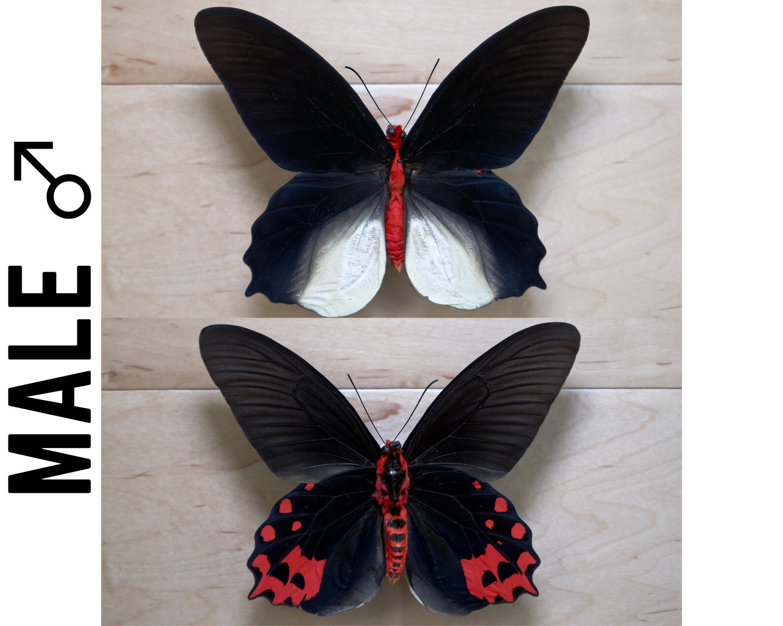 Real Vampire Butterfly Atrophaneura Semperi for Collection - Etsy