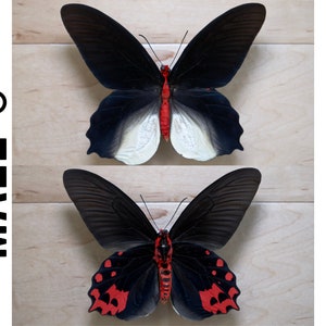 Real Vampire Butterfly Atrophaneura Semperi for Collection Insect ...