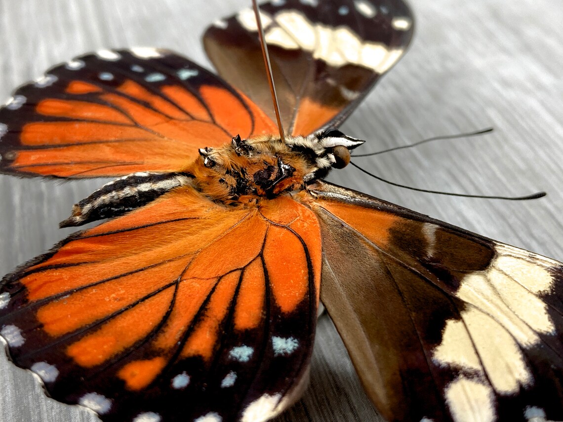 Real Framed Red Cracker Butterfly Hamadryas Amphinome Red Blue | Etsy