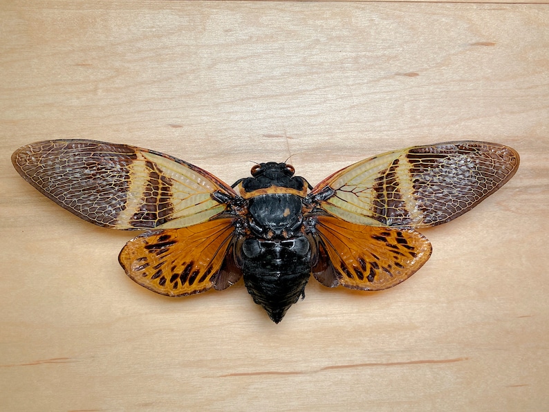 Large Halloween Black Orange Cicada Angamiana Floridula for - Etsy