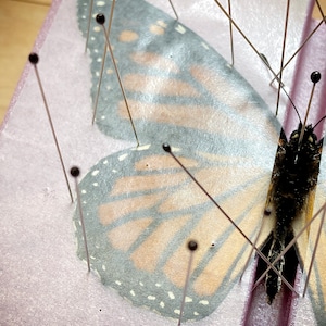 Insect Specimen Pins for Bug Pinning, Entomology Study, Insect ...