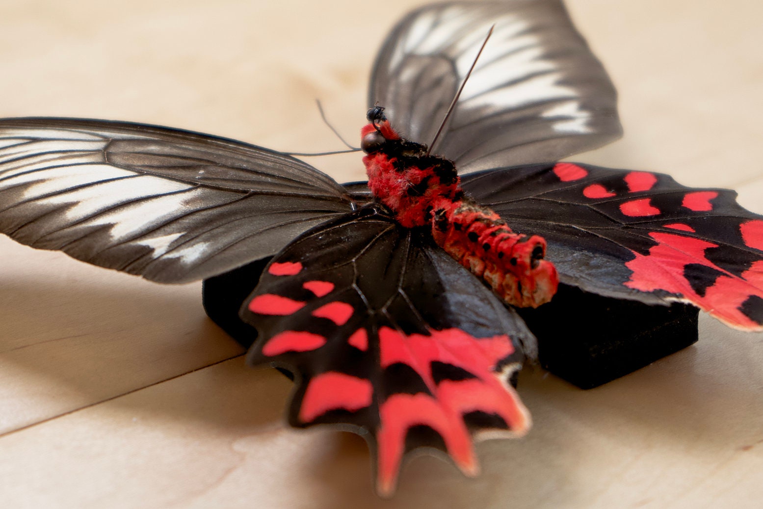 Real Vampire Butterfly Atrophaneura Semperi for Collection - Etsy