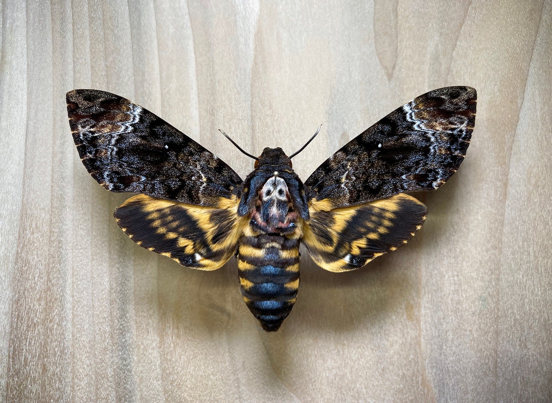 Death's Head Moth Acherontia Lachesis, Real Specimen for Bug Pinning ...
