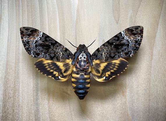 Death's Head Moth Acherontia Lachesis Real Specimen for - Etsy