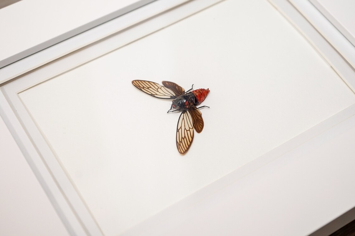 Real Fire Cicada Red Devil Natural Preserved Insect Framed | Etsy