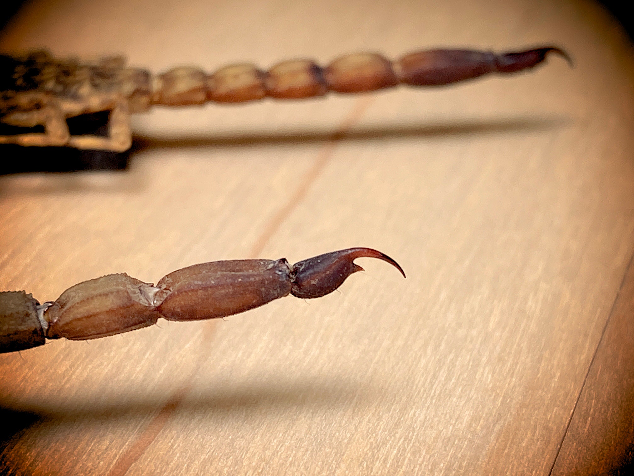 Golden Armor Tail Scorpion Mesobuthus Martensii Real | Etsy