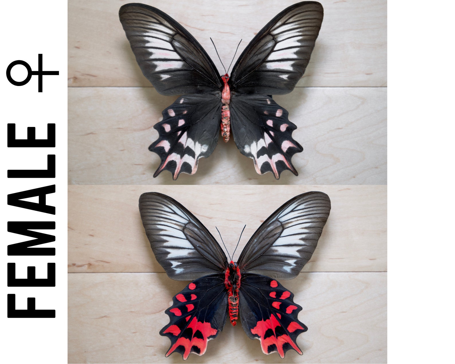 Real Vampire Butterfly Atrophaneura Semperi for Collection - Etsy