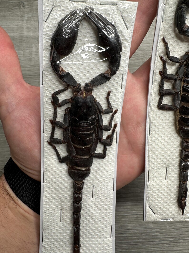 MASSIVE Real Asian Forest Scorpion Heterometrus Spinifer | Giant 6 ...