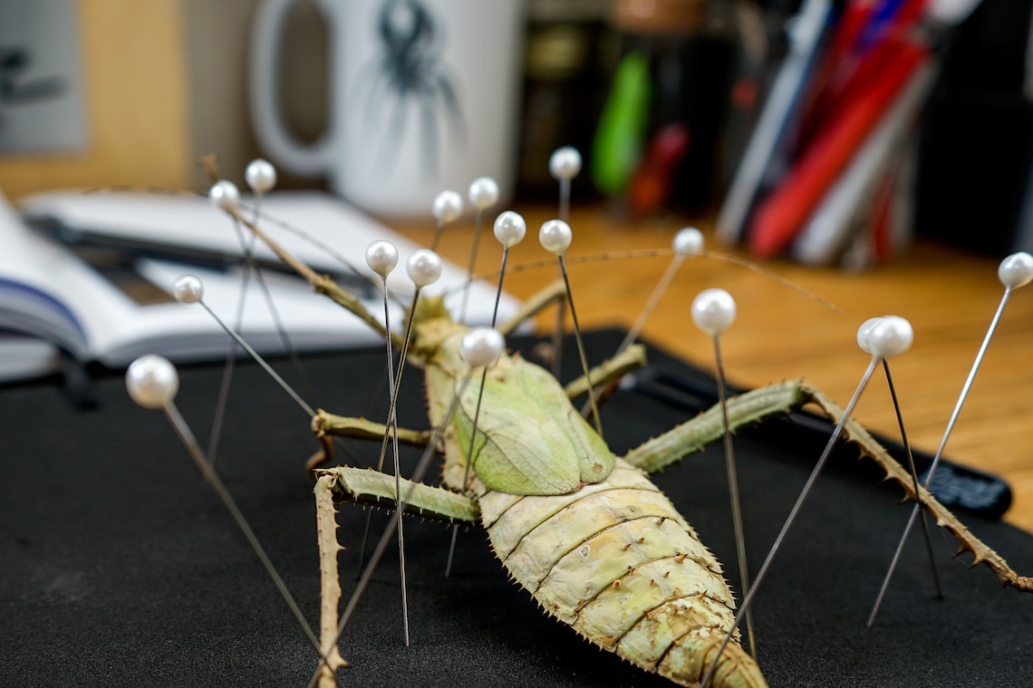Wholesale Stainless Steel Floral Corsage Pins 3 inch Bug | Etsy