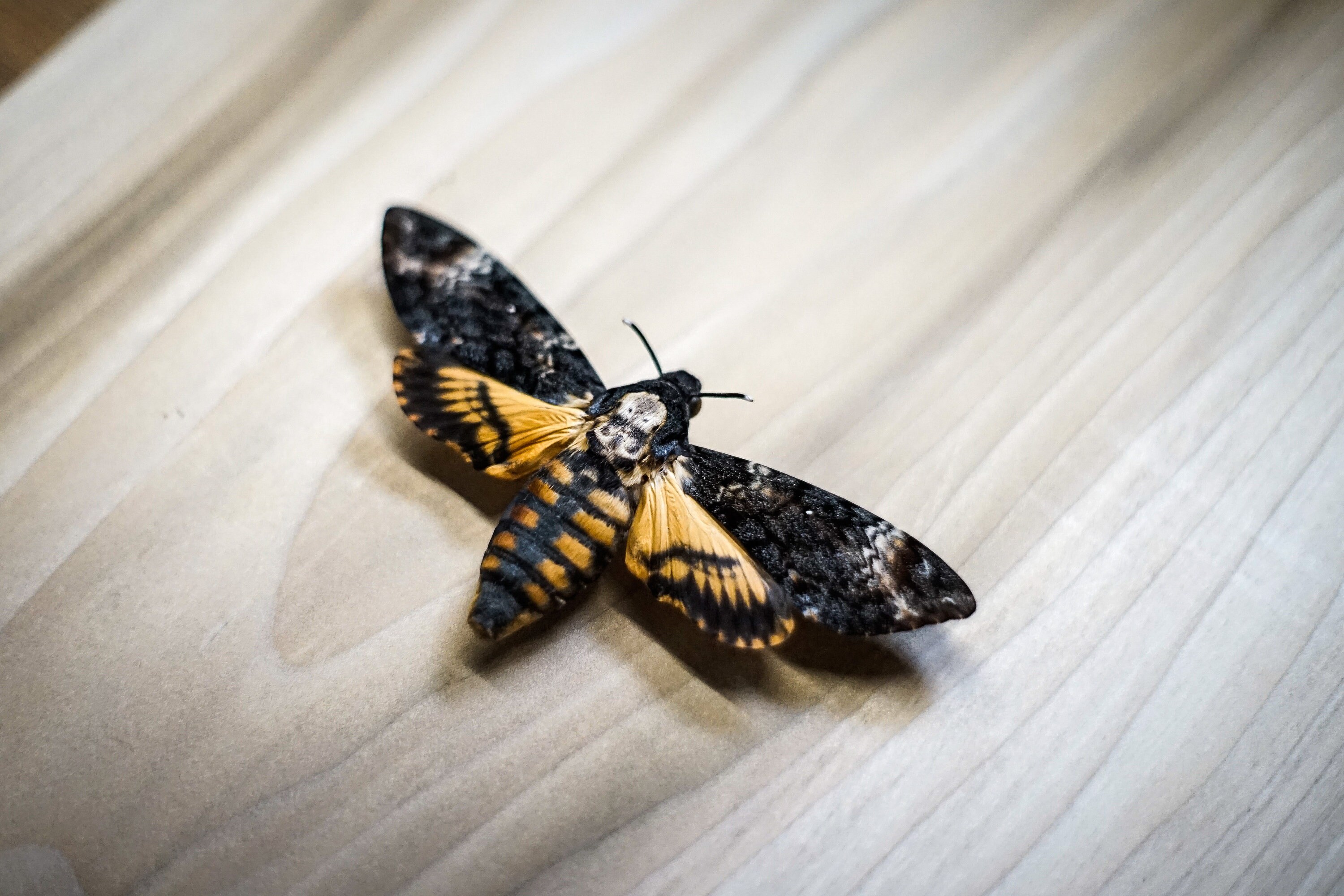 Death's Head Moth Acherontia Atropos Hawkmoth Real - Etsy